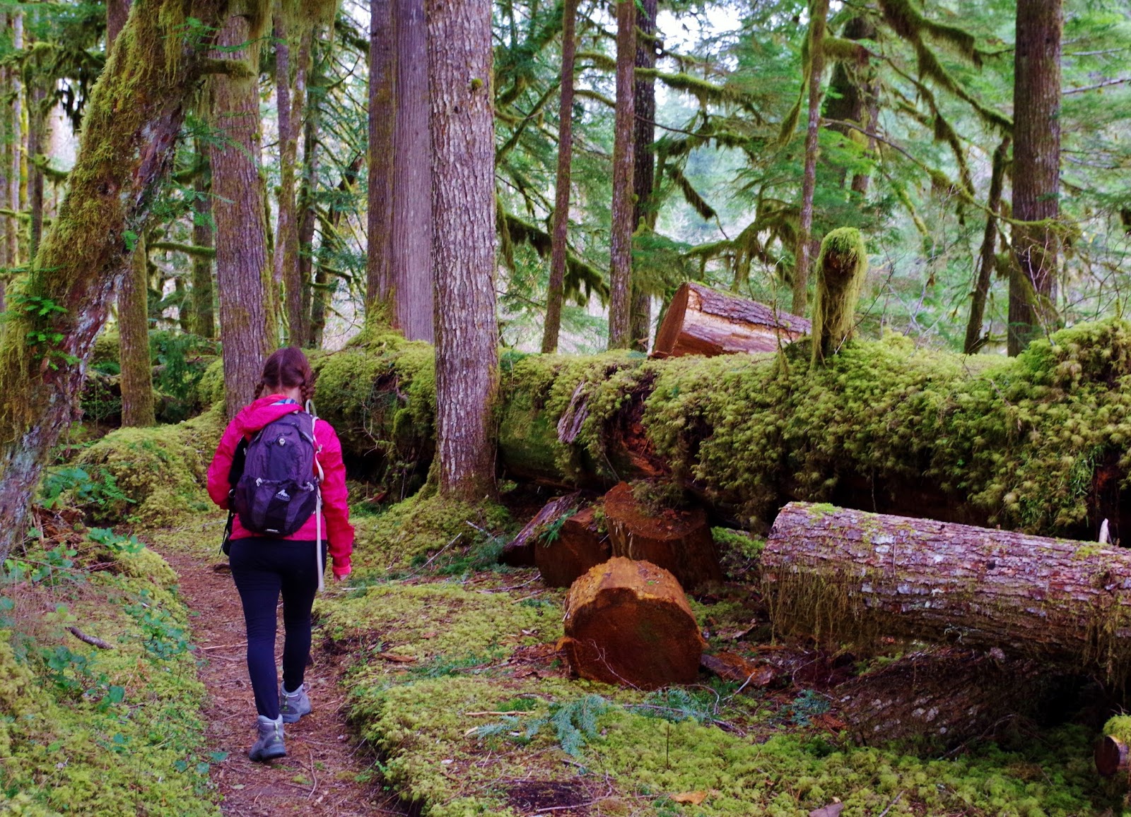 Pacific Northwest Seasons: Old Sauk River Trail: Hiking through Mosslandia