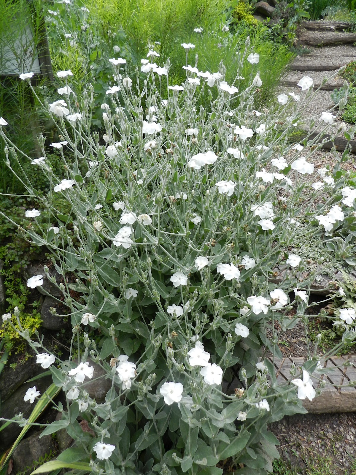 Prairie Rose's Garden: Finding Paradise in Asheville, North Carolina