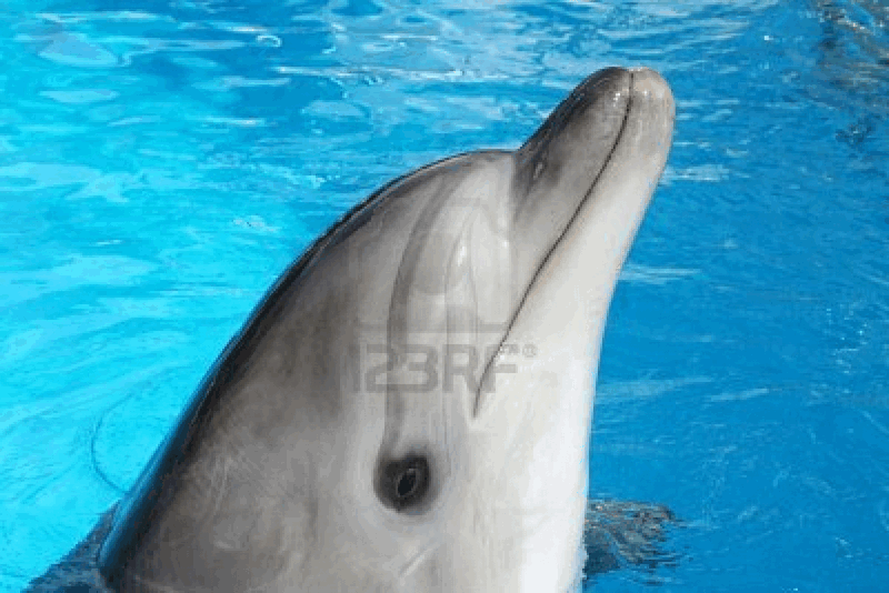 Animals World: dolphins inside water