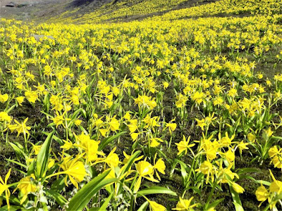 PLAAN : Flores Símbolo de Ciudades: Amancaes, Flor Símbolo de la Ciudad ...
