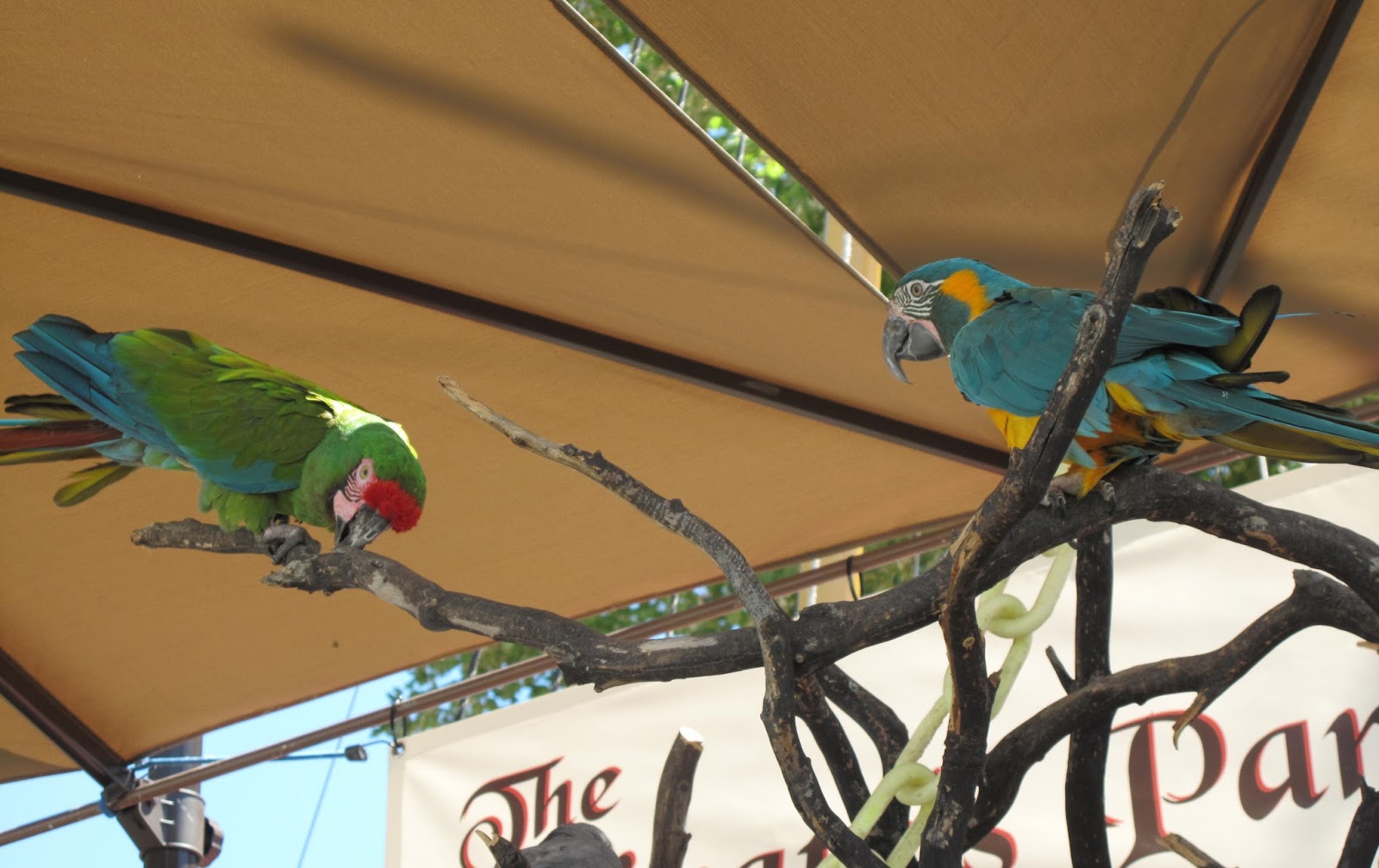 Angela Jane Howard Presents: Washington County Fair, Hillsboro, Oregon ...