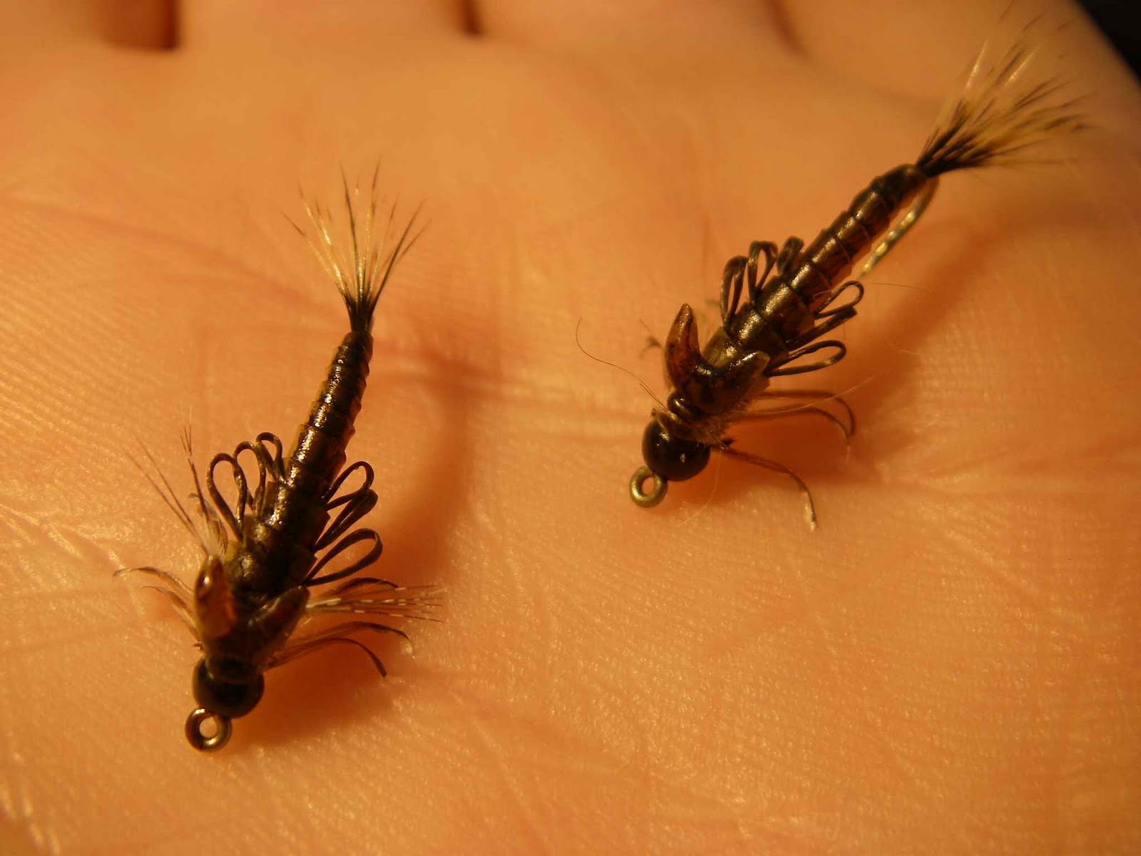 TROUT TALES: Swimming MayFly Nymphs