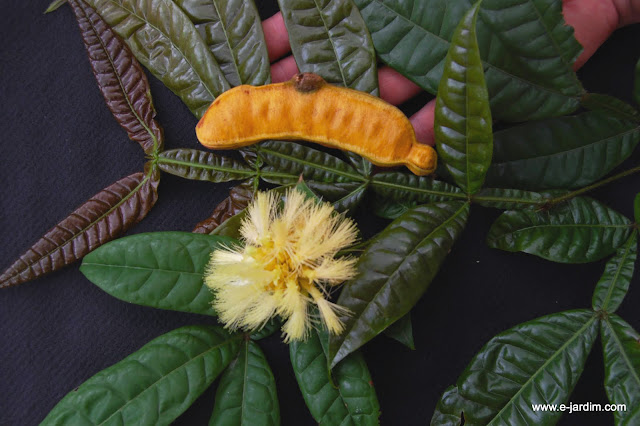 Viveiro Ciprest - Plantas Nativas e Exóticas: Ingá Anão de Folhas ...