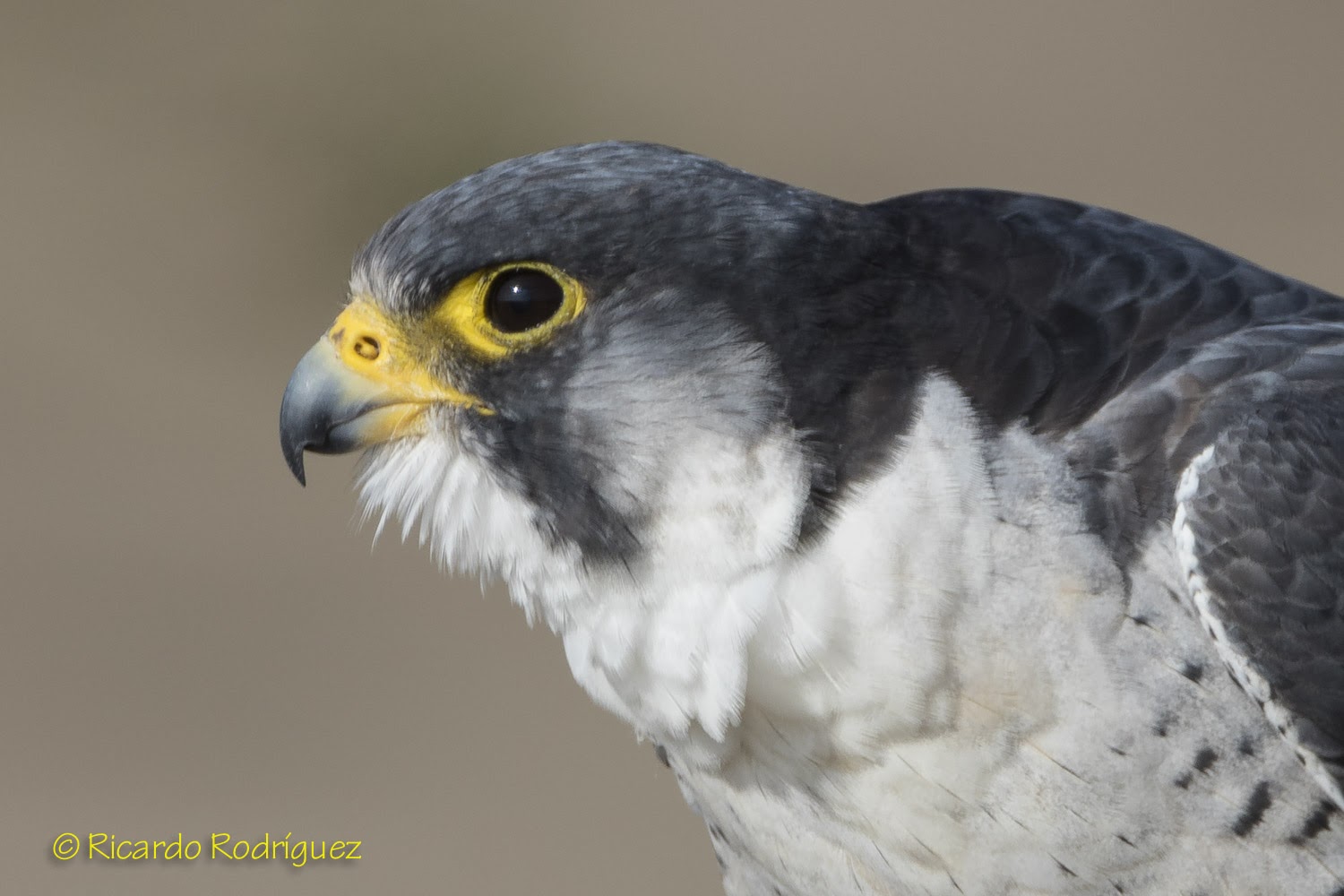 Aves Ricardo Rodriguez: Halcón peregrino "calidus" (Falco peregrinus ...