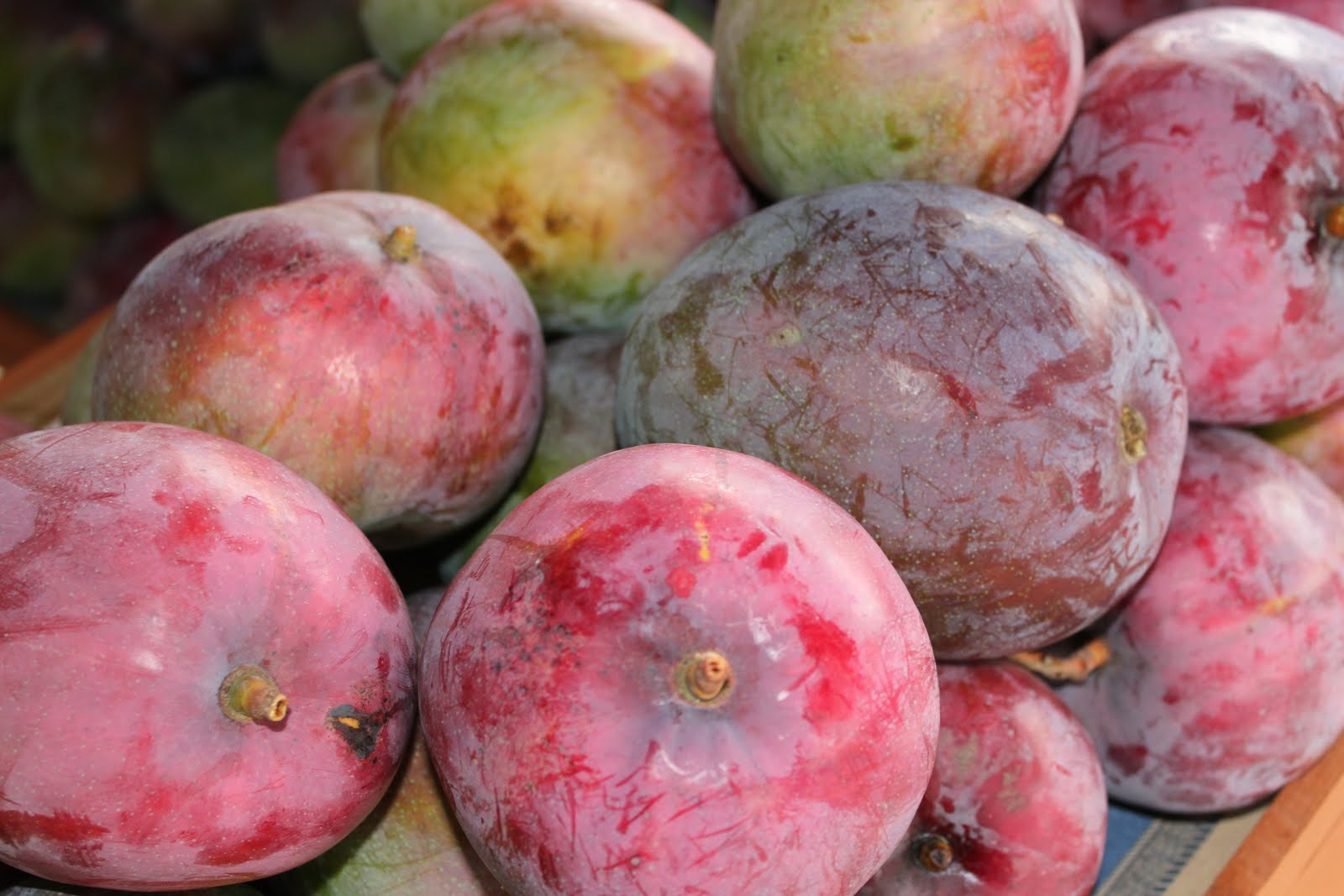 Mangoes Season In Costa Rica at Katie Kendall blog