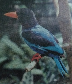 BURUNG RAJA UDANG ( SI PENCARI IKAN BERPARUH LANCANG) - INFO BARU