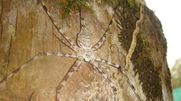 PHILIPPINE SPIDERS: HERSILIA ( Long-spinnered Bark Spider ) also known ...