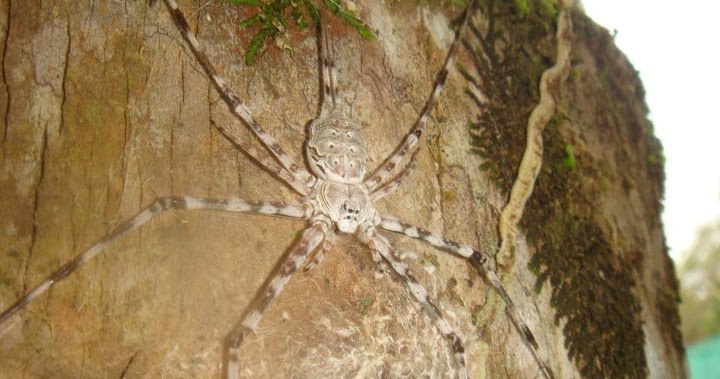 PHILIPPINE SPIDERS: HERSILIA ( Long-spinnered Bark Spider ) also known ...