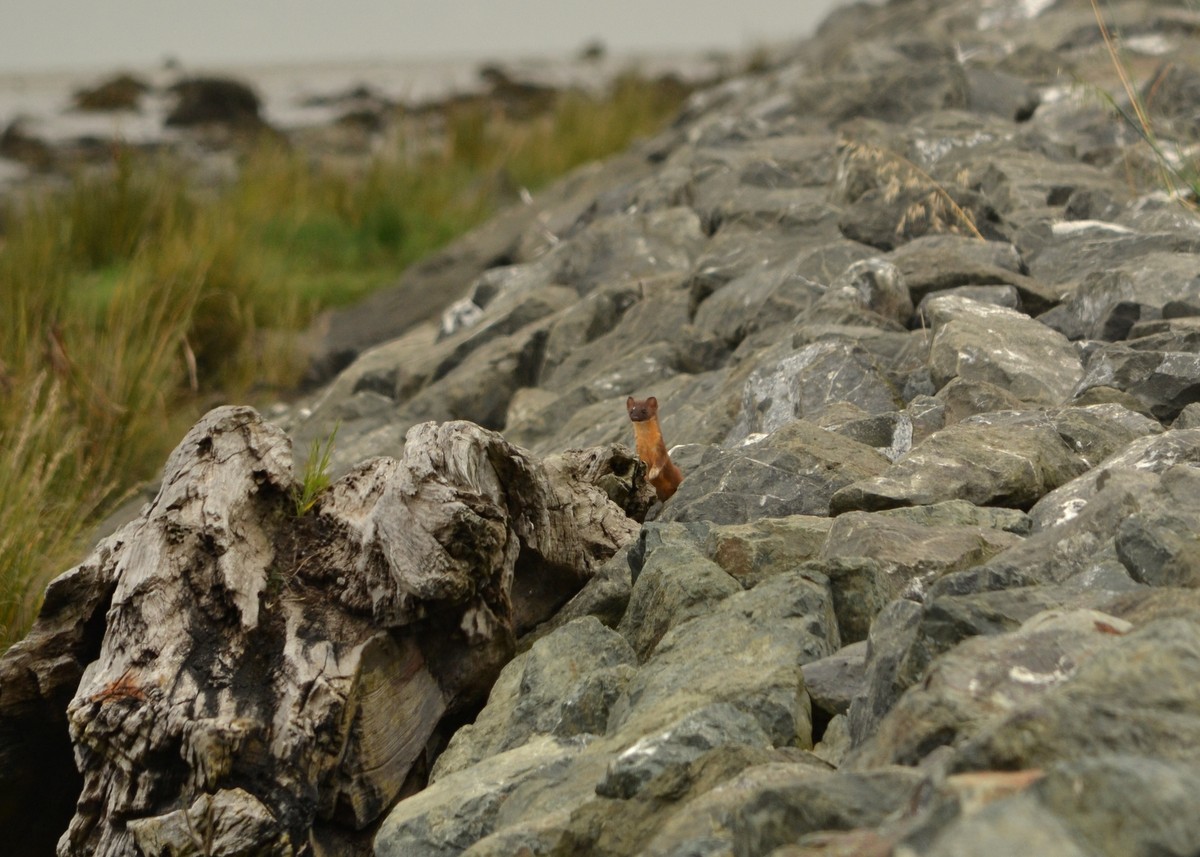 Woods Walks and Wildlife: Long-tailed Weasel