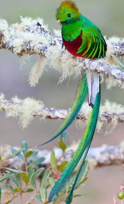 chippep: UNUSUAL BIRDS