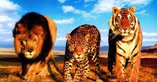 Todo sobre los Felinos - Toda la información | INFOANIMAL