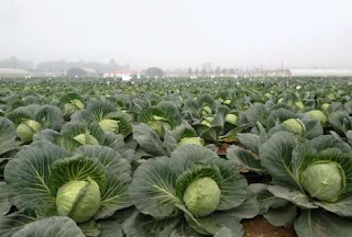 KILIMO BORA CHA CABBAGE - KILIMO BORA