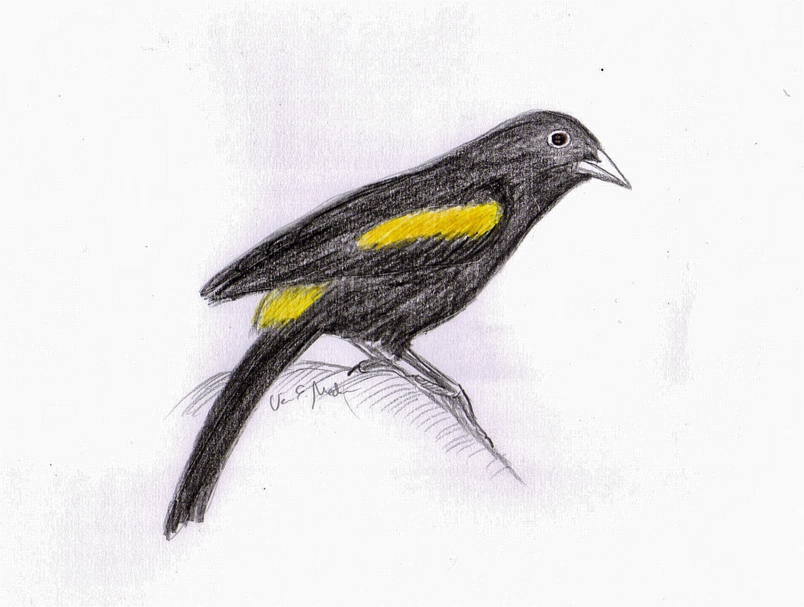 Observando Aves: ICTERIDAE