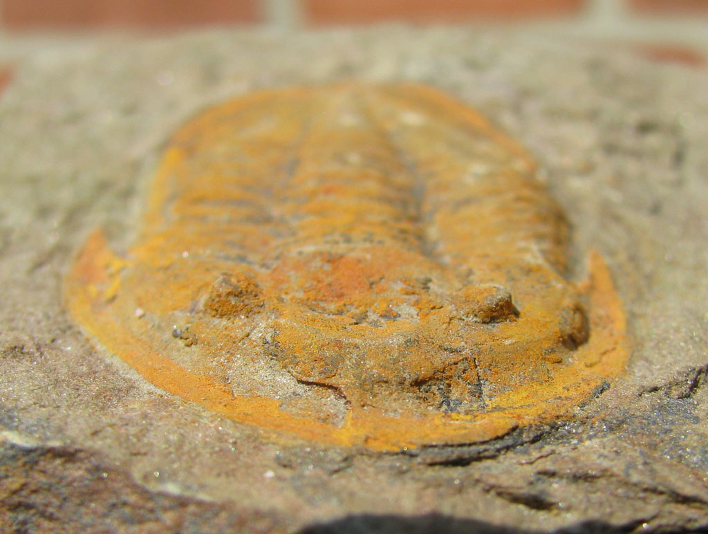 Views of the Mahantango: Asaphellus fazovataensis trilobite from Morocco