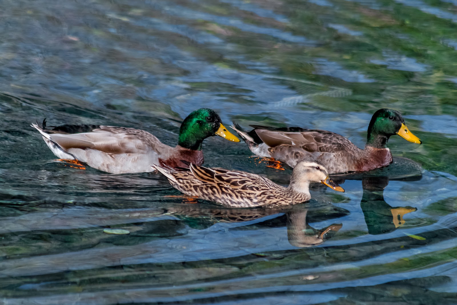 Mallard Ducks At Water's Edge