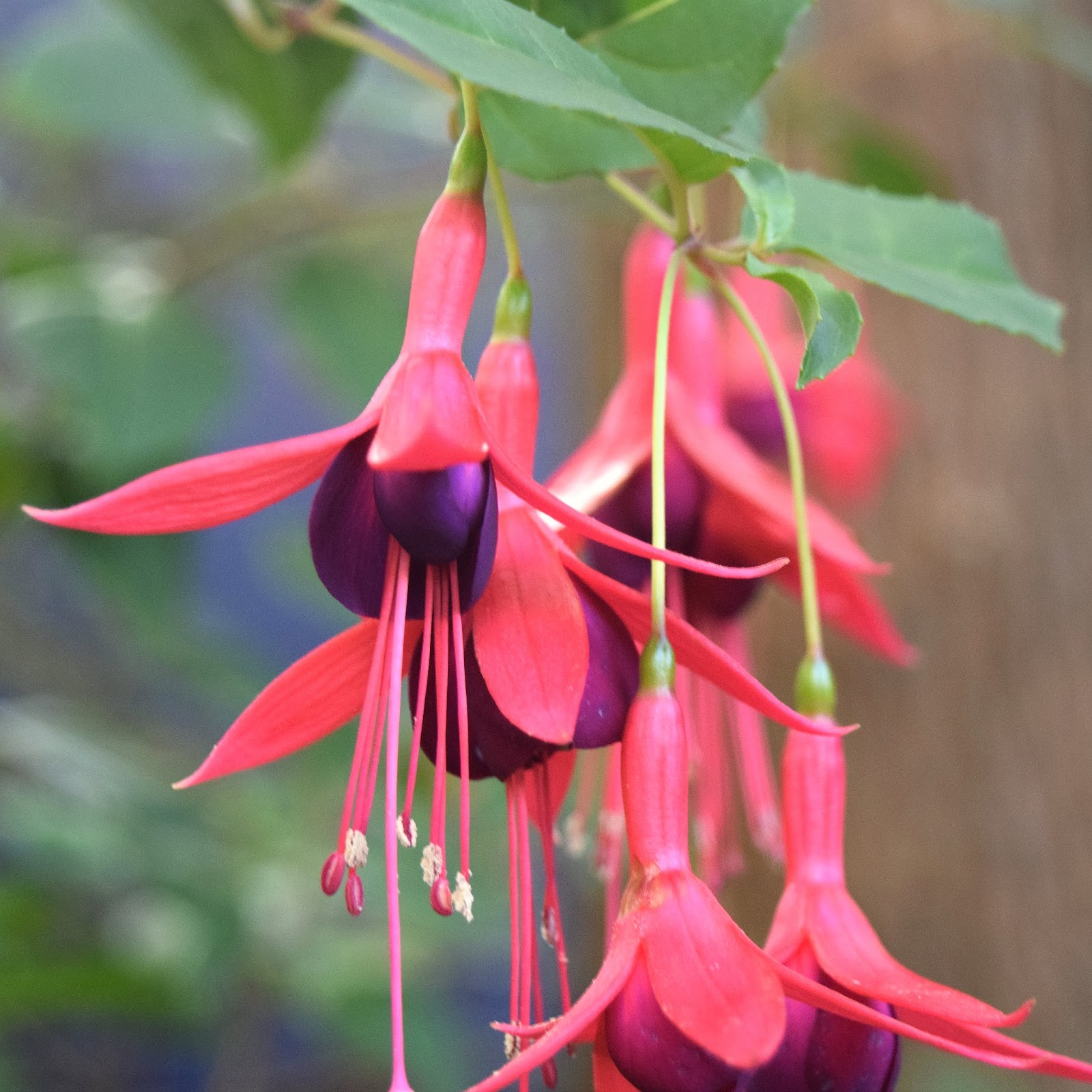 Wafflemama.: Fuchsia || Photo - Project 365