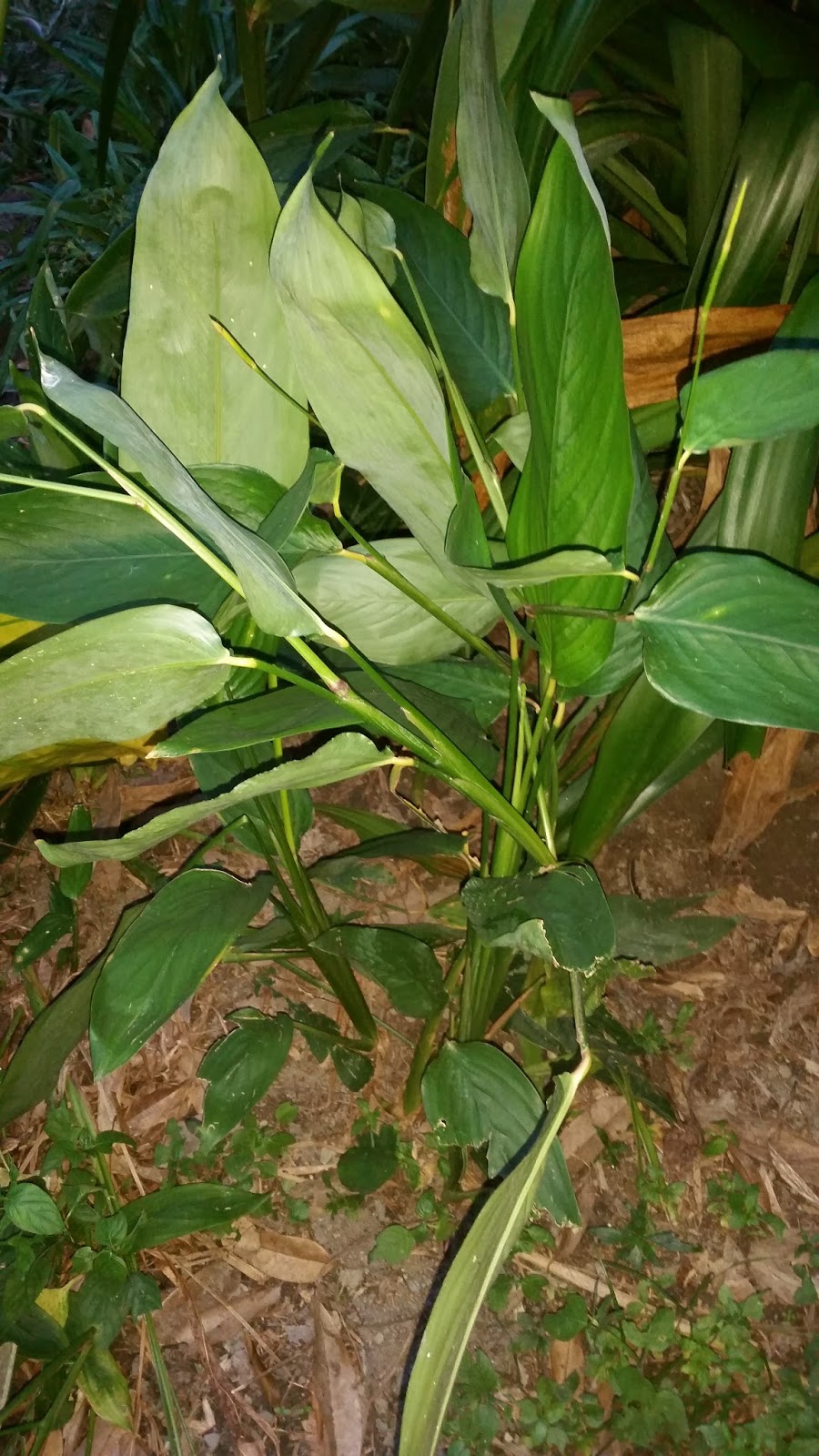 Warisan Petani: Pokok Ubi Bemban.