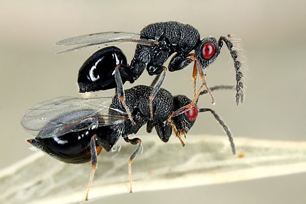 Variety of Life: Eurytoma