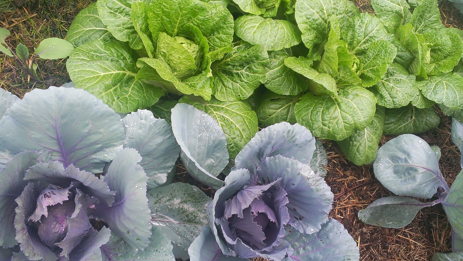 Glut: a year in my patch: Saturday Spotlight: Mini Wombok