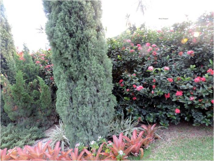 CRONICAS DE CUCUTA: 1351.- FLORES DE CUCUTA