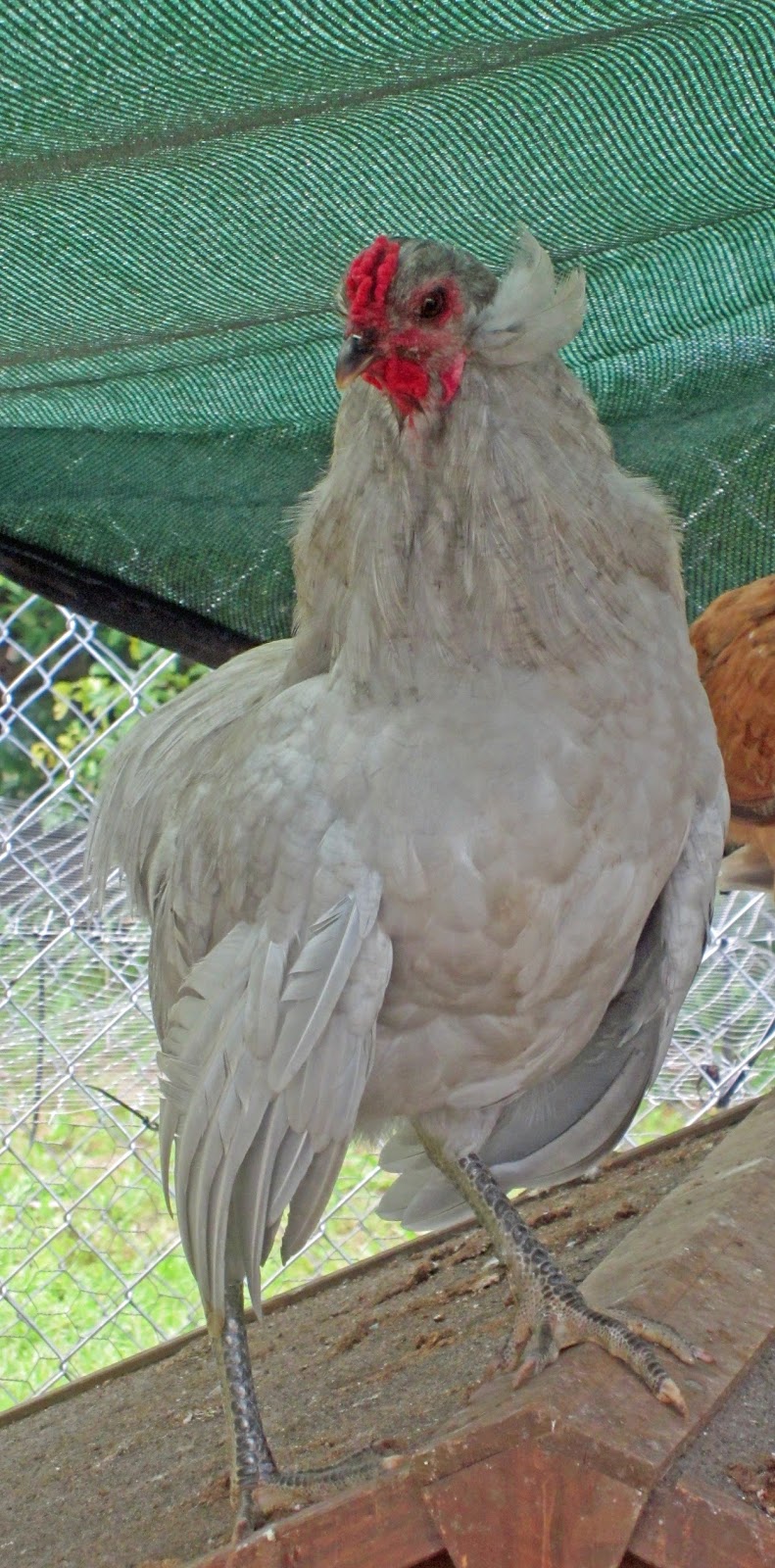 Araucana Rumpless Rooster