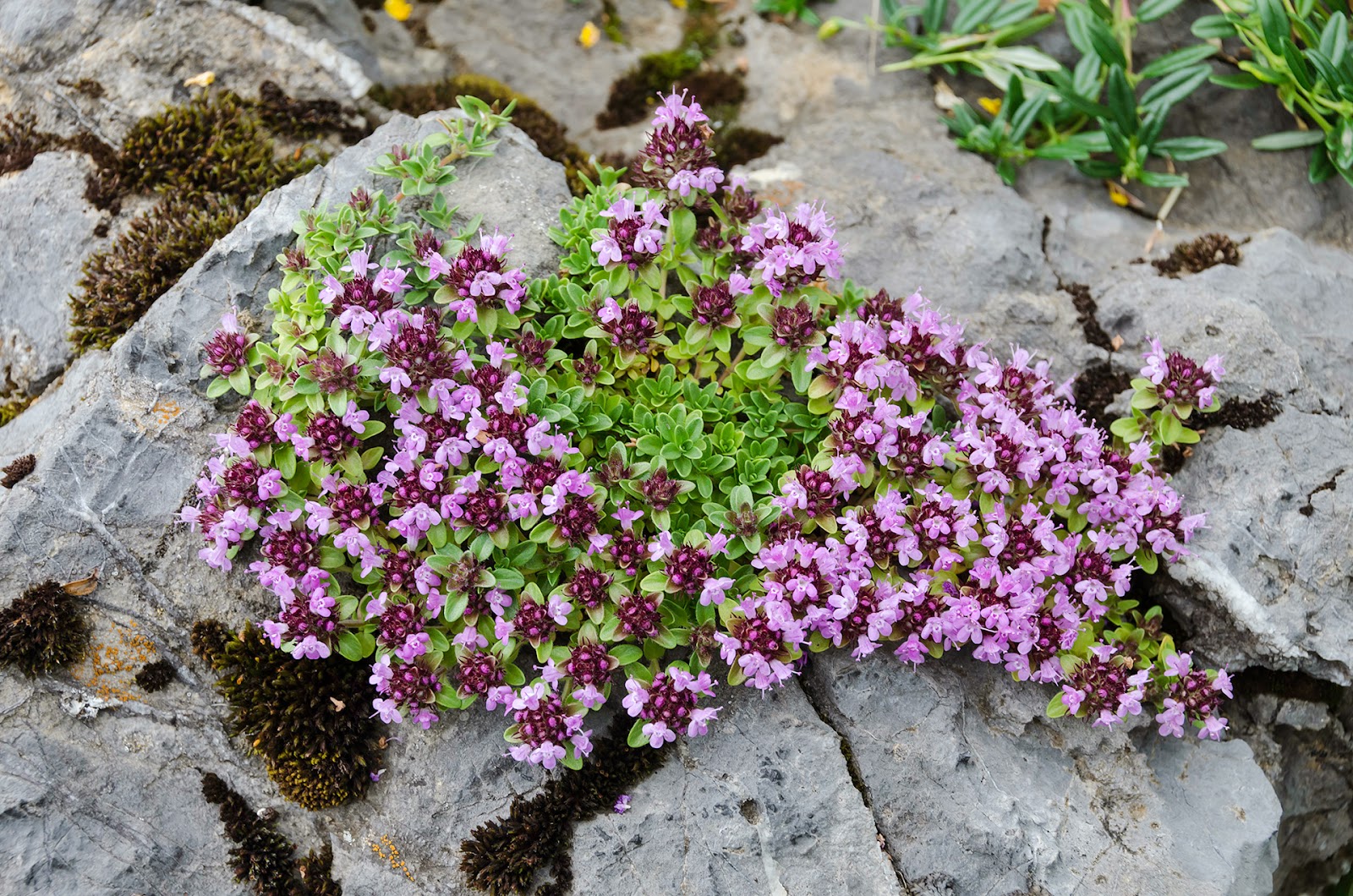 Flores y Paisajes de Asturias : Thymus praecox