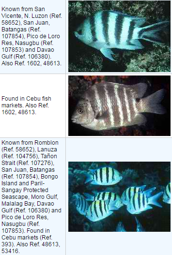 List of Marine (Saltwater) Fish in the Philippines