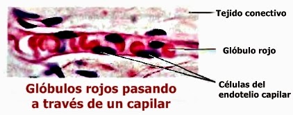 Intercambio capilar de líquidos, nutrientes y hormonas