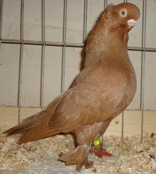 Hungarian Short-Beak | BD PIGEONS
