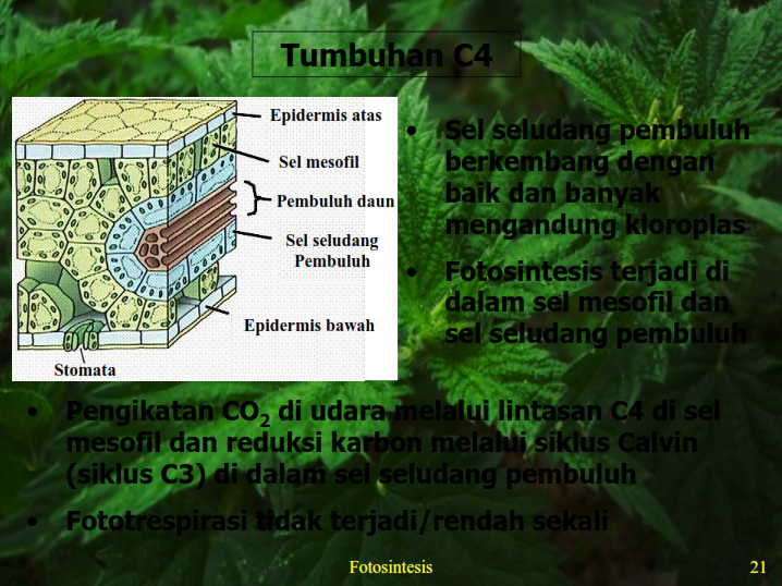 BIOLOGI GONZAGA: FOTOSINTESIS TUMBUHAN