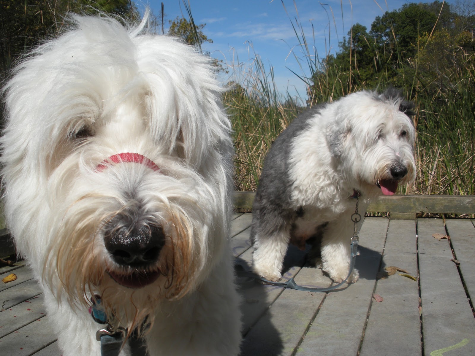 Letters for George: The Sheepdogs Turn 75