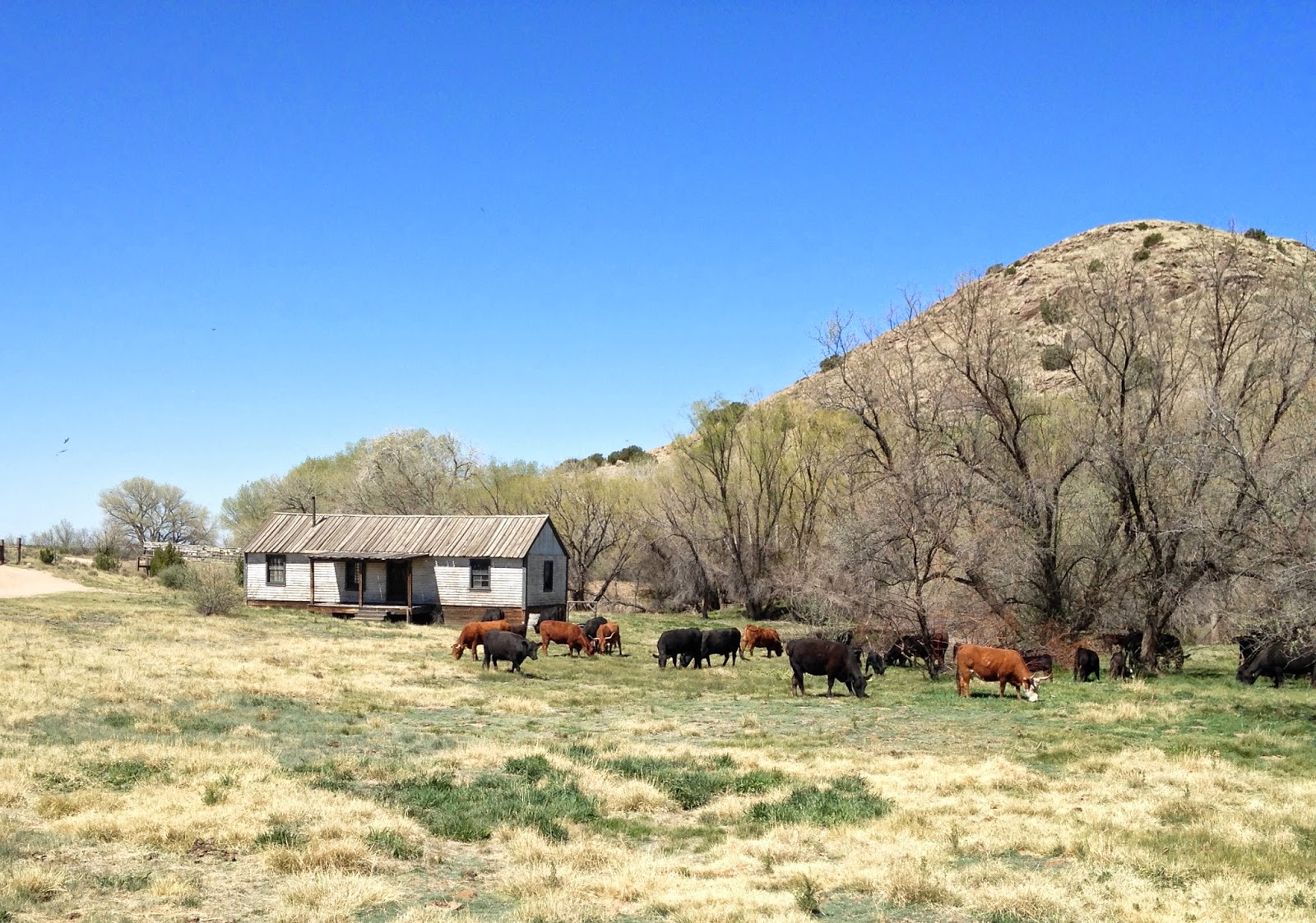 HORSES FOR HEROES New Mexico - Cowboy Up! 505-798-2535: Cows, movie ...