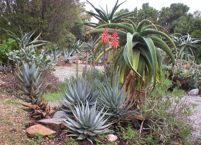 my aloe garden: December 2005