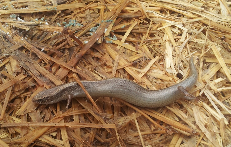 Natura Xilocae: LA VIDA EN UNA FAJINA DE ALPACAS... DE BAÑÓN (TERUEL)