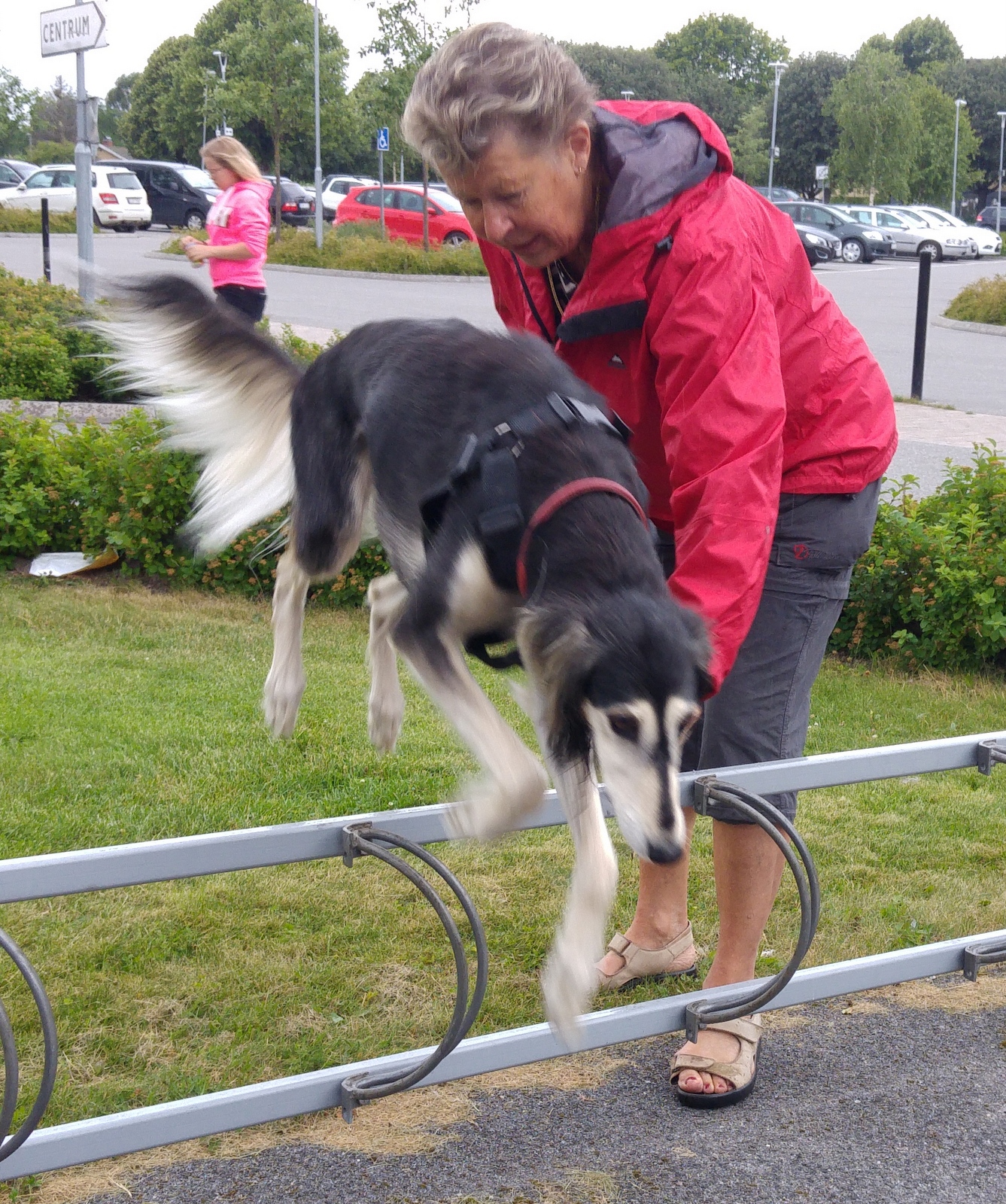 Lindesbergs Hundcenter: Bilder från hundpromenaden 30/6