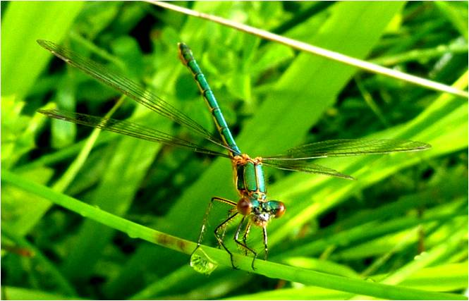 Insects of Scotland: Dragonflies/Damselflies