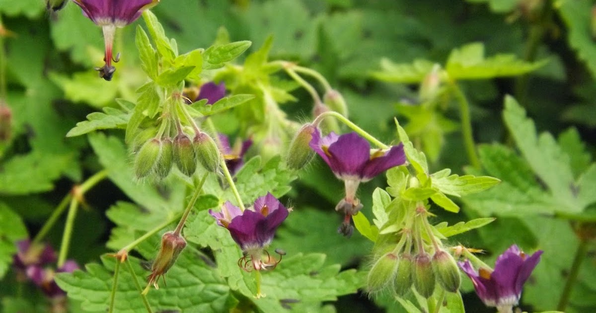 Le Jardin de la Salamandre: Geranium x monacense