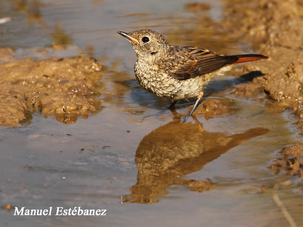 Miradas Cantábricas: Colirrojo real (Phoenicurus phoenicurus)
