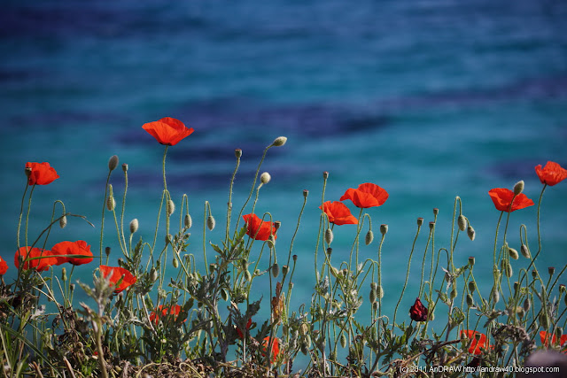 despre viata prin fotografie: despre maci si alte flori