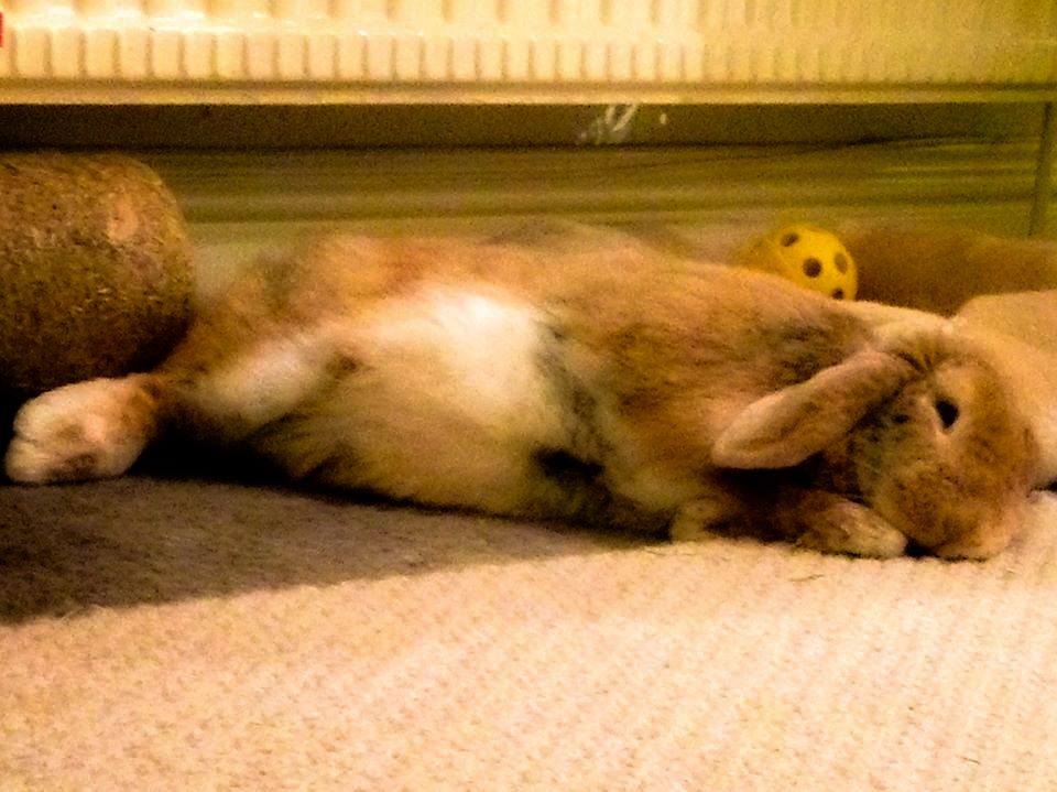 Disapproving Bun: Pipkin