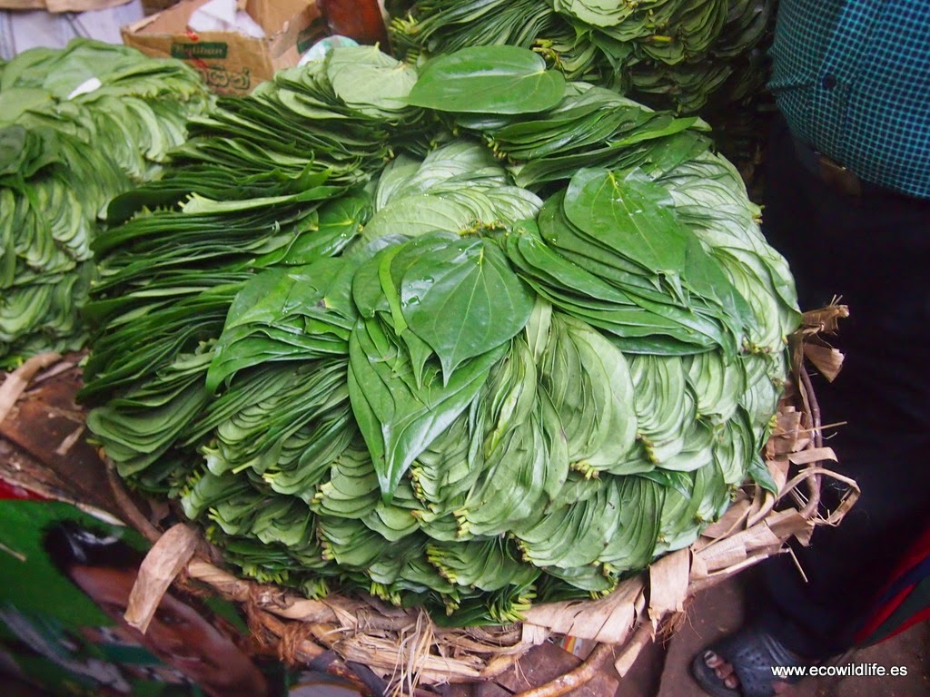 EL BETEL UNA DROGA PELIGROSA.SRI LANKA (VI)