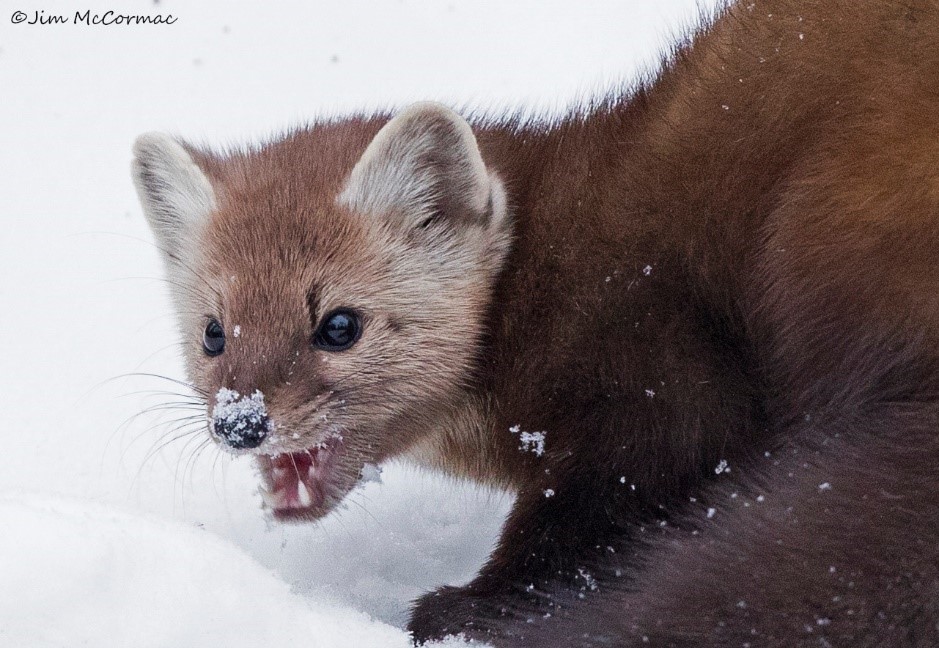Pine Marten Teeth