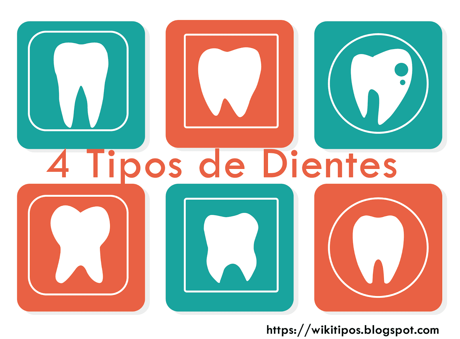 4 Tipos de dientes: CONOCE sus funciones y cuidados