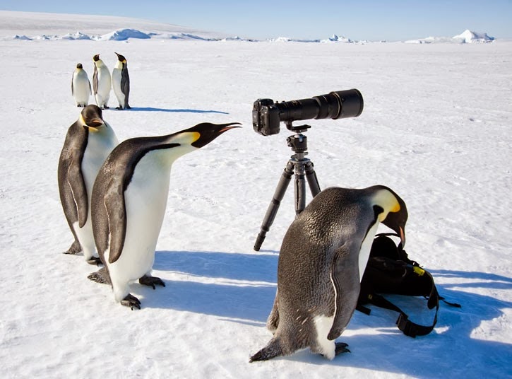 RETRO KIMMER'S BLOG: PENGUINS AND PHOTOGRAPHY