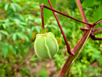 Jatropha manihot-Manihot esculenta-Manknknokka | SL Flora