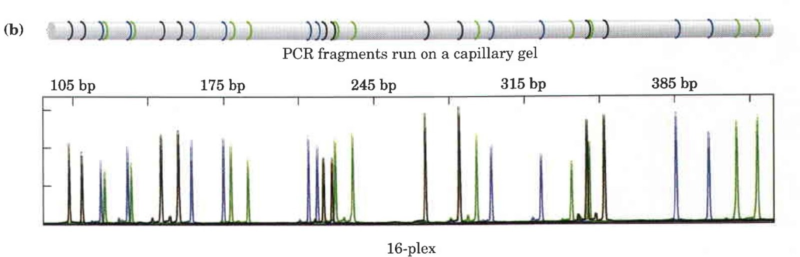 Biochemistry Class notes: DNA Fingerprinting