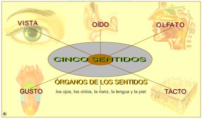 MIS CINCO SENTIDOS: MIS CINCO SENTIDOS