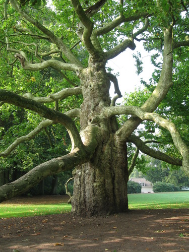 THE TRAVELERS AND THE PLANE TREE ~ Moral Stories for Kids