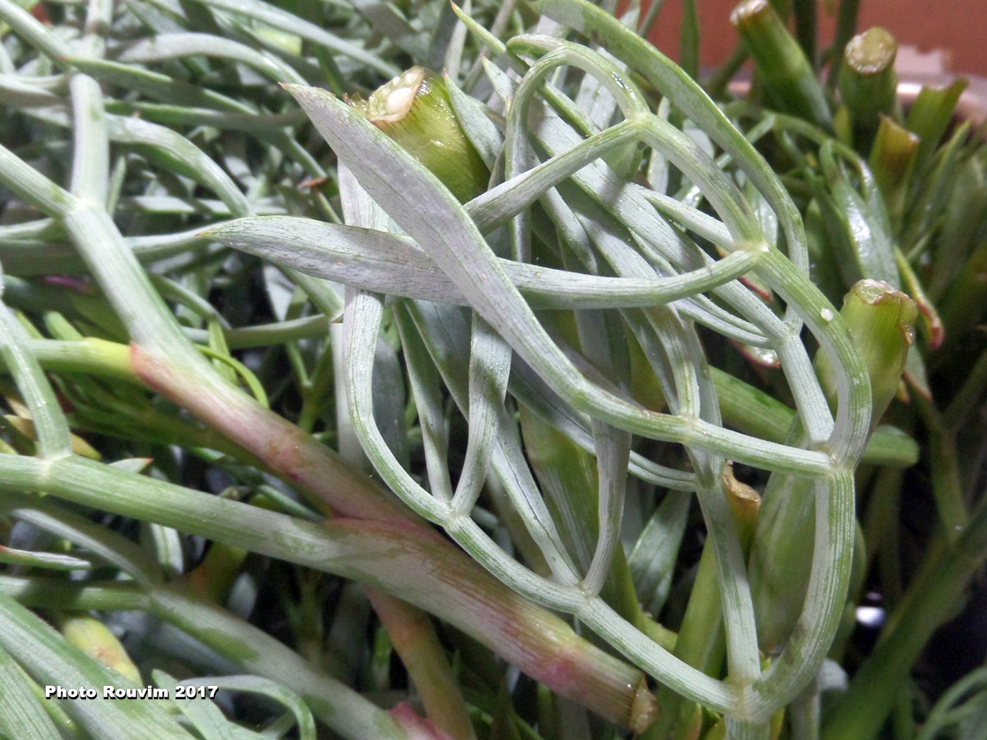 ΡΟΔΟΣυλλέκτης: Κρίταμο: Η πολύτιμη υπερτροφή γνωστή από τα βάθη της ...