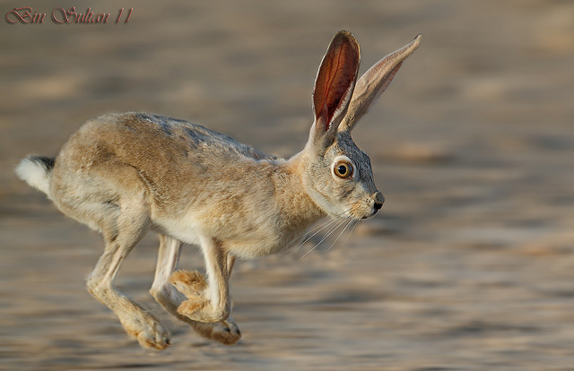 Ciencias de Joseleg: Bioma, Desierto
